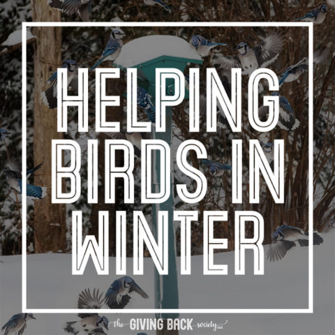 HELPING BIRDS IN WINTER | The Giving Back Society